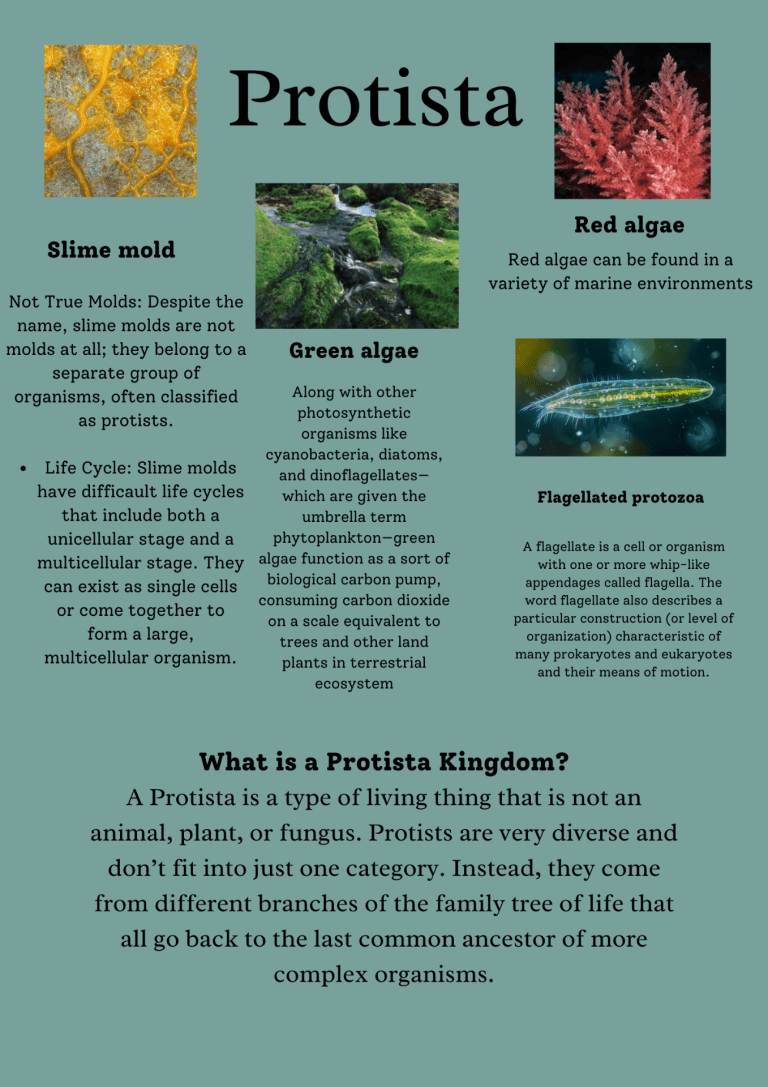 Life Kingdom – Protista – Cherubin @ Glen Innes School